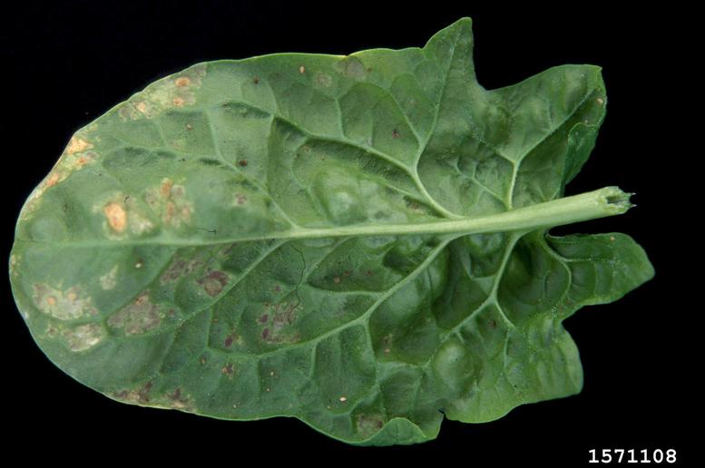 Downy Mildew Disease – Agricura